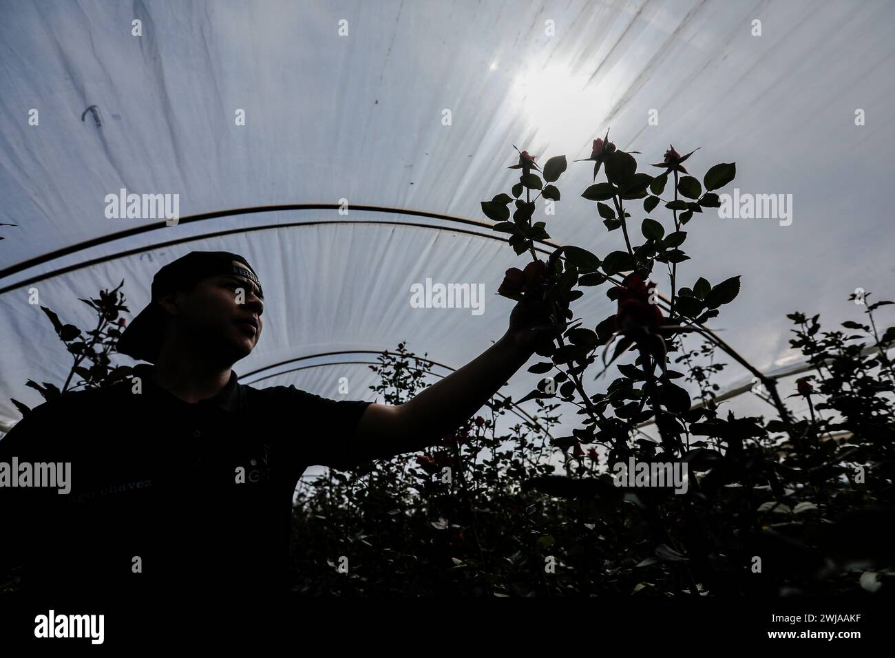 San Juan Del Rio, Mexico. 13th Feb, 2024. Hugo Chavez flower grower ...