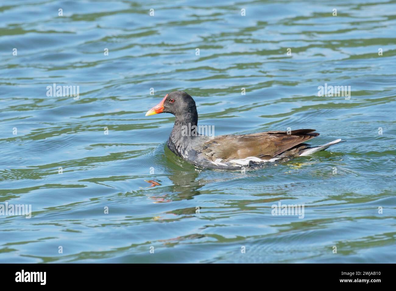 specimen of waterhen or moorhen swims in a small lake, Gallinula ...