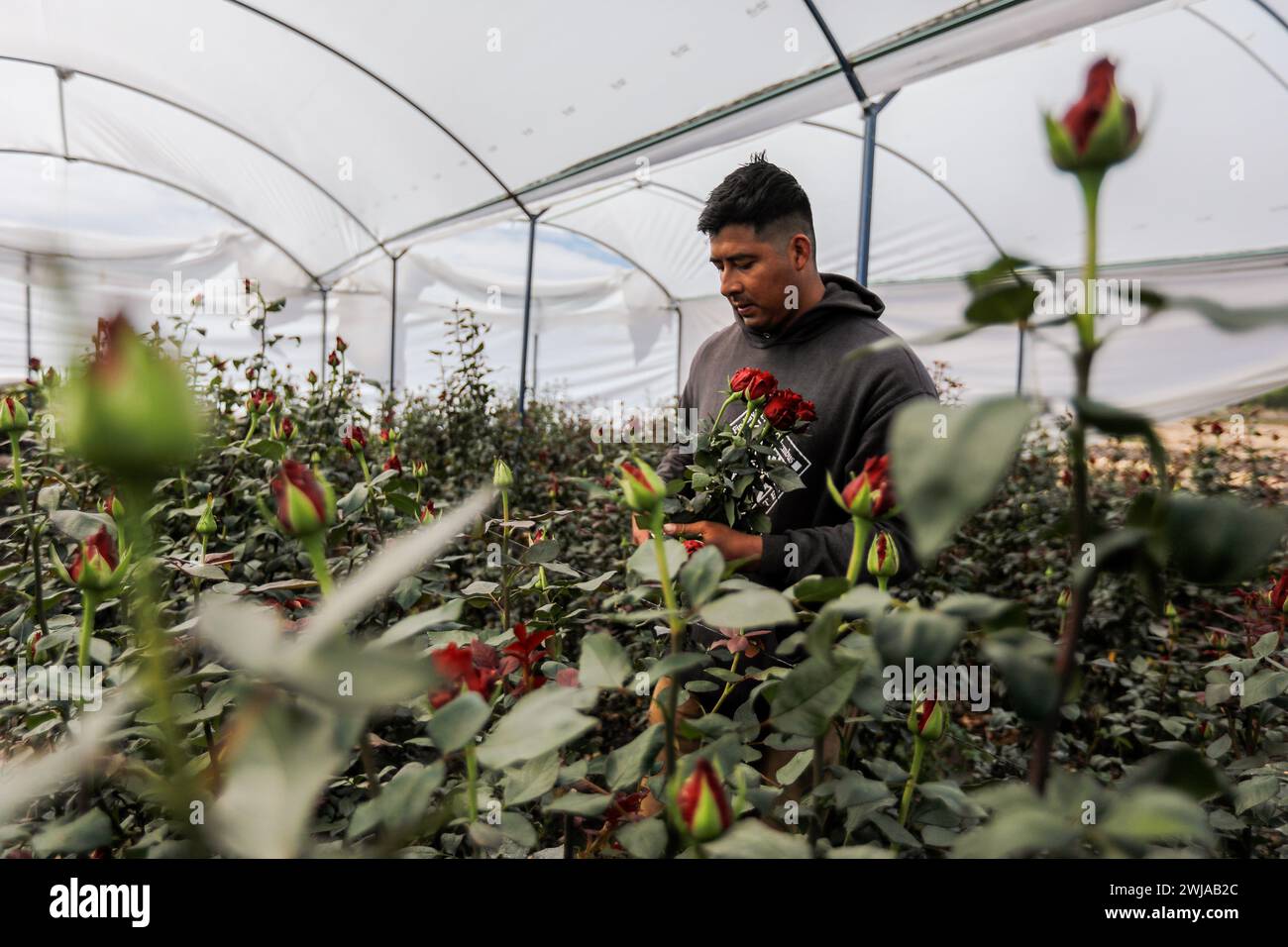 San Juan Del Rio, Mexico. 13th Feb, 2024. Francisco Chavez flower ...