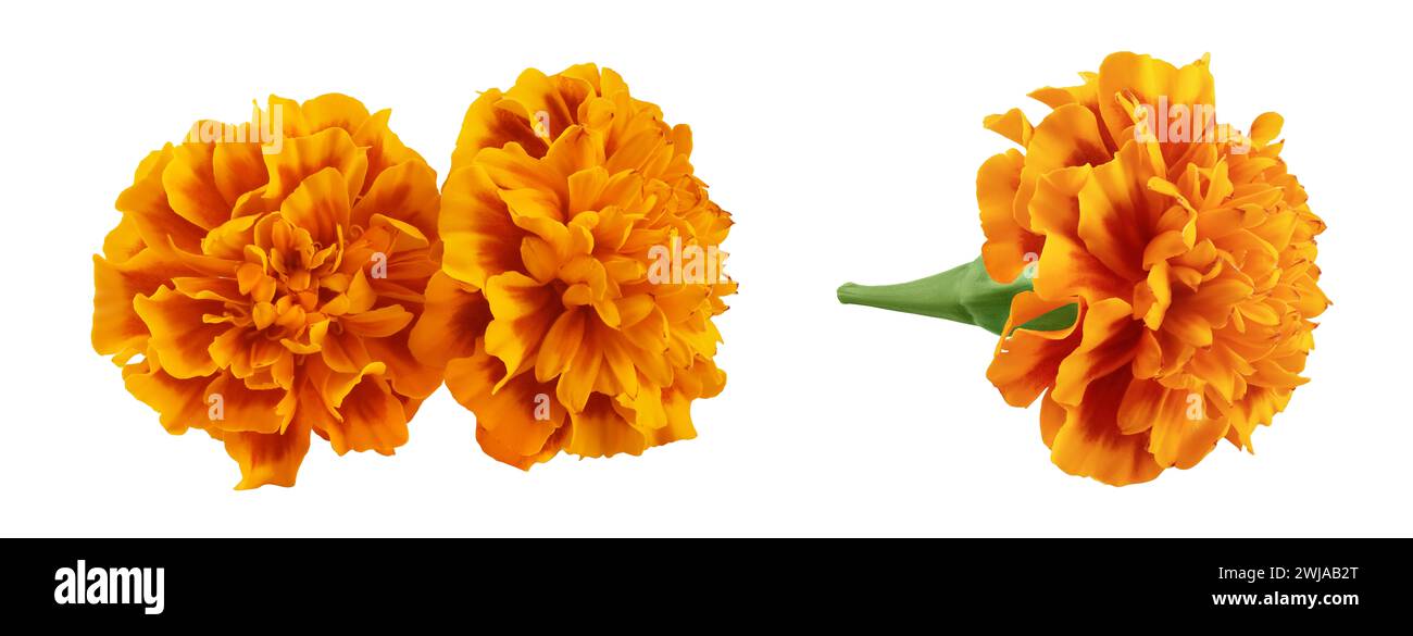 fresh marigold or tagetes erecta flower isolated on white background ...