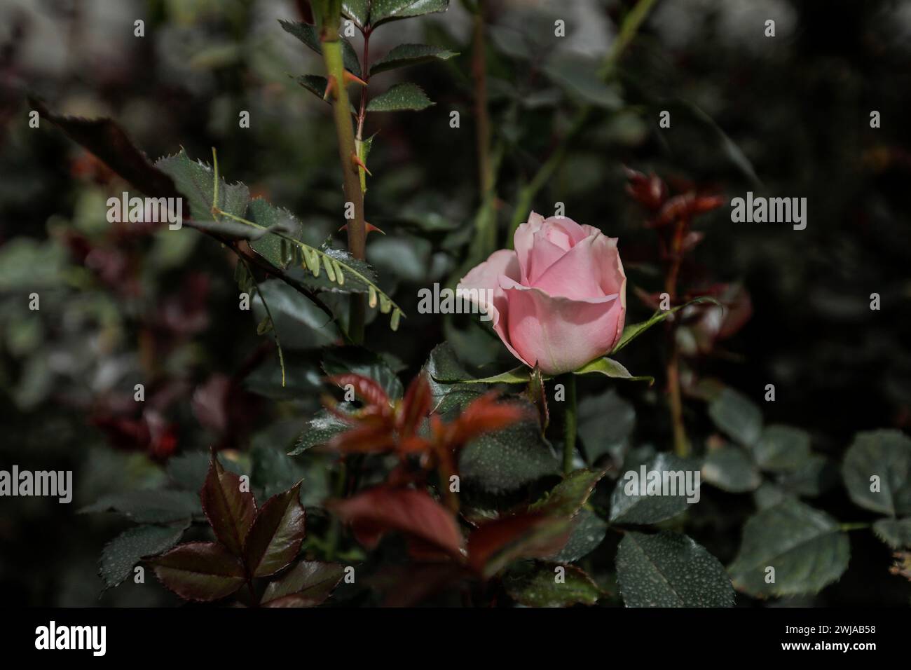 San Juan Del Rio, Mexico. 13th Feb, 2024. Detail view of a rose flower ...