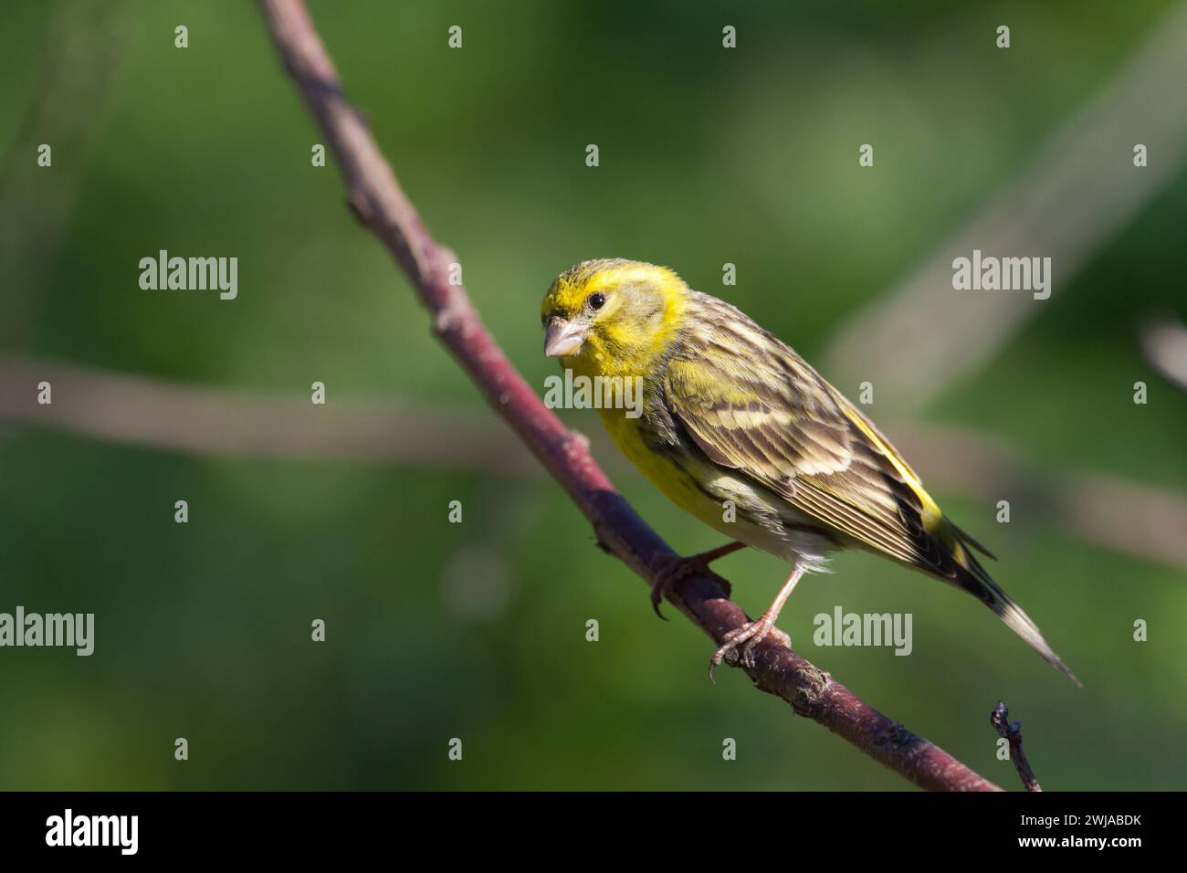 Bird European serin Serinus serinus, Poland Europe Stock Photo - Alamy