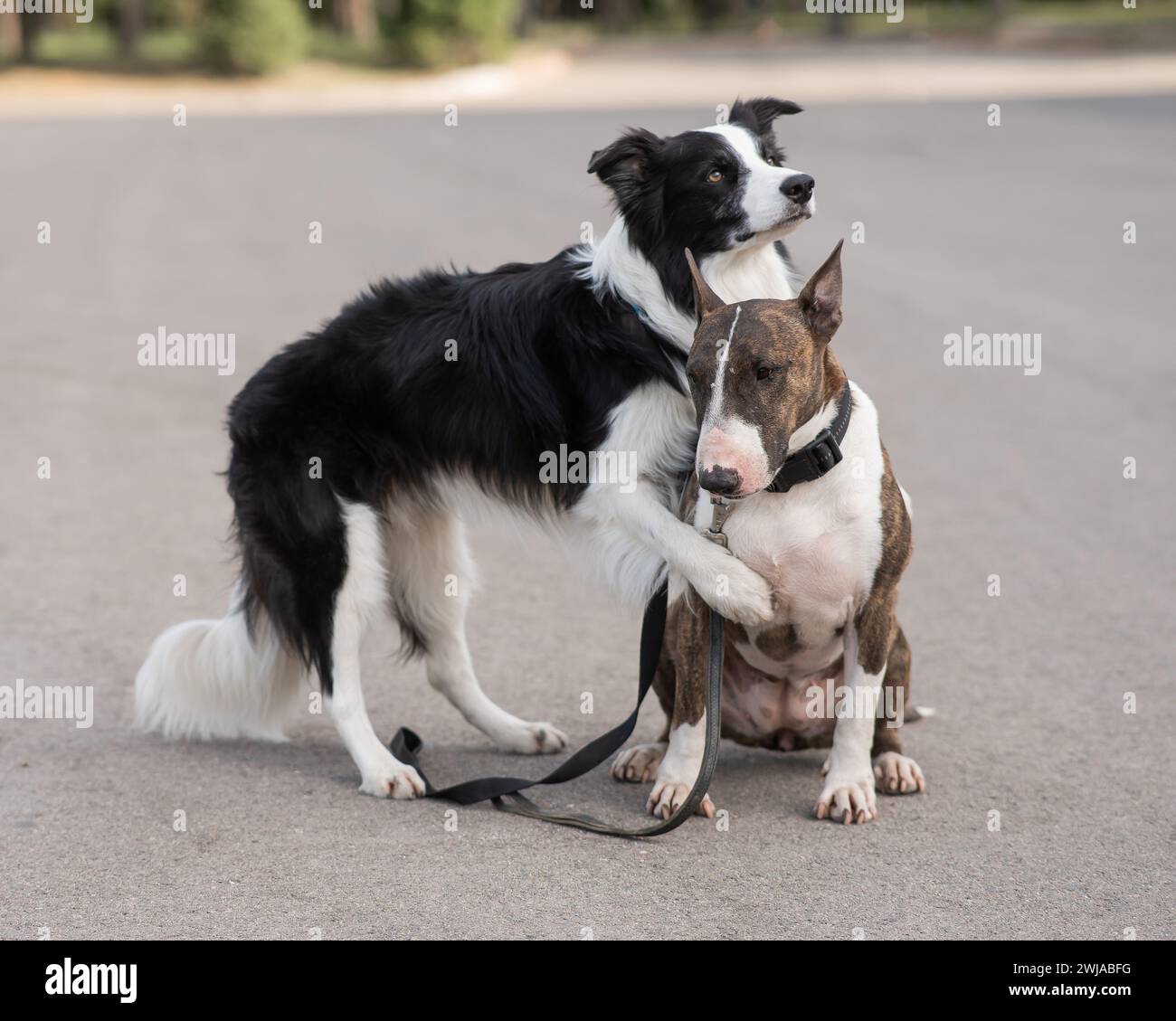 Black and white border collie hugging a brindle bull terrier on a walk ...