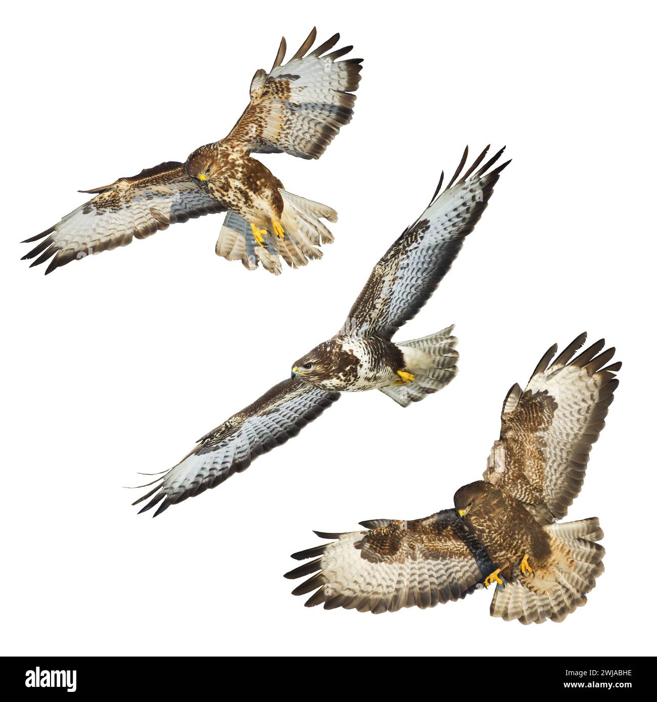 Birds of prey - mix three birds Common buzzard Buteo buteo flying, hawk ...