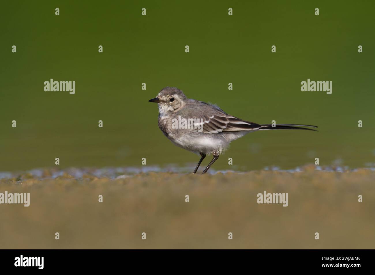 Bird white wagtail Motacilla alba small bird with long tail on light ...