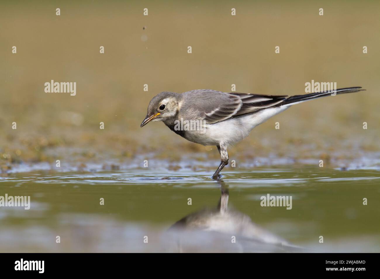Bird white wagtail Motacilla alba small bird with long tail on light ...