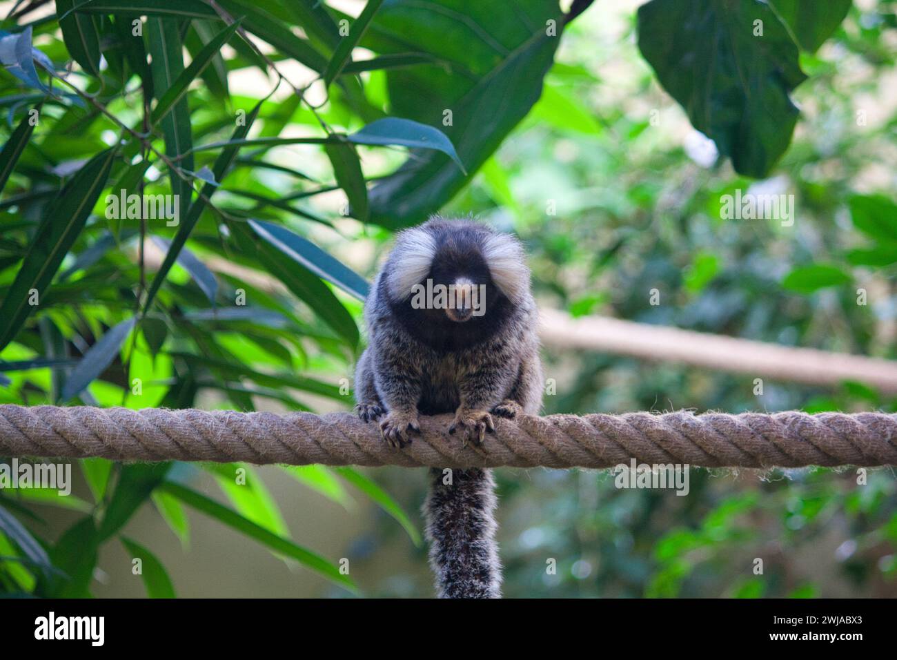 Primate tail balance hi-res stock photography and images - Alamy