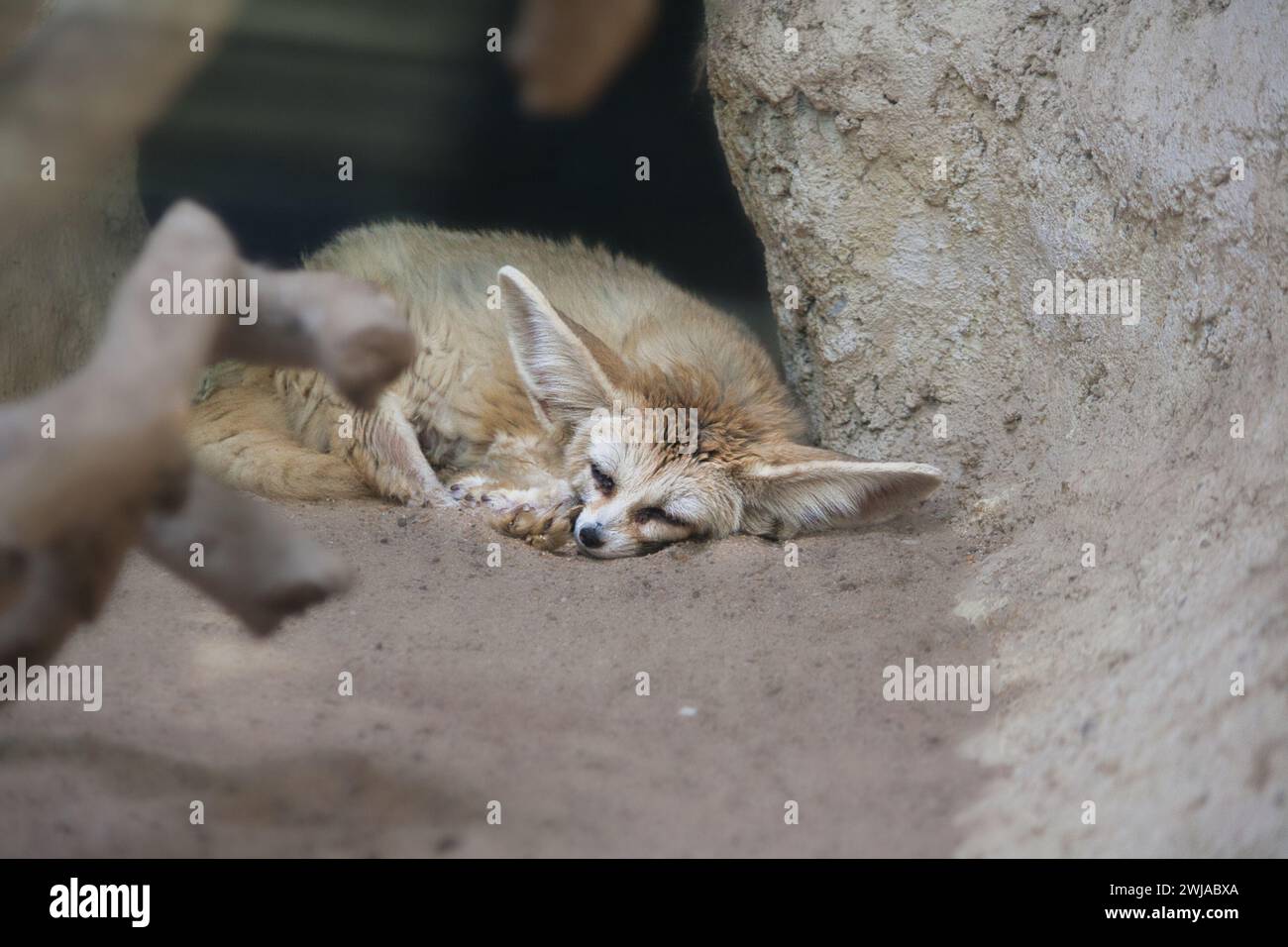 Fox large ears hi-res stock photography and images - Alamy