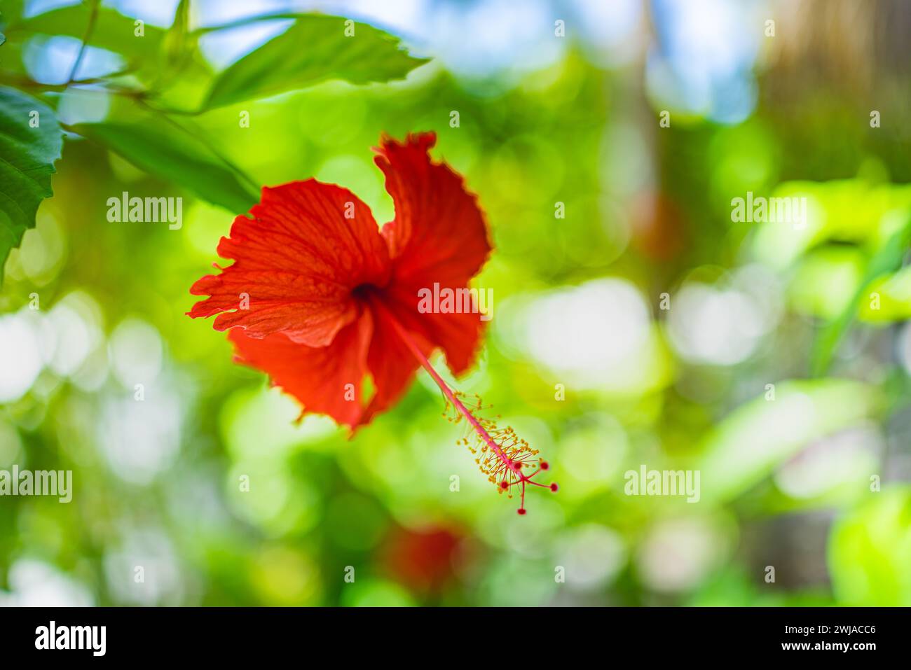 Bright large red flower of Chinese hibiscus. Hibiscus rosa-sinensis on ...