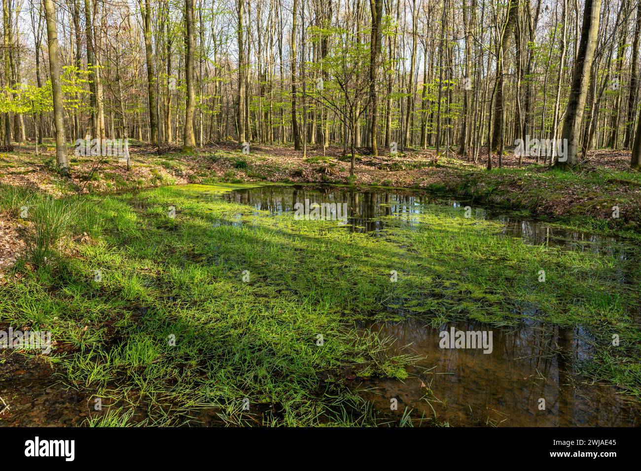 Lakeside flora hi-res stock photography and images - Alamy