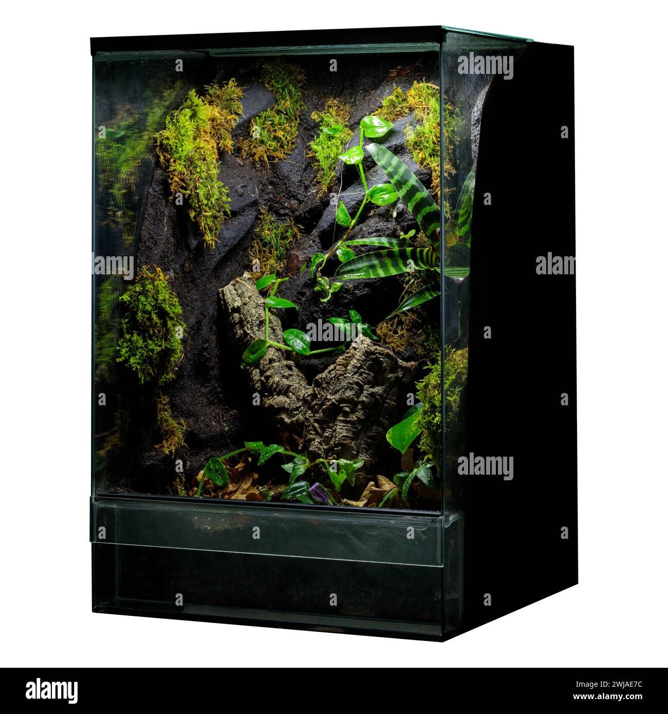 Miniature moss landscape interior hi-res stock photography and images ...