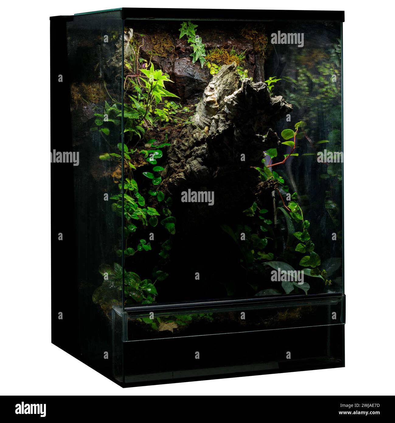 Terrarium art hi-res stock photography and images - Alamy