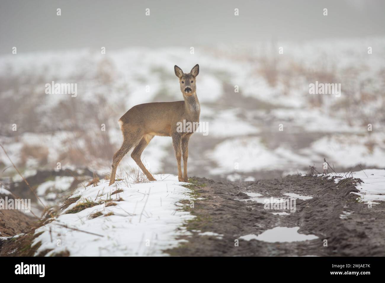 Roe deer road winter hi-res stock photography and images - Alamy