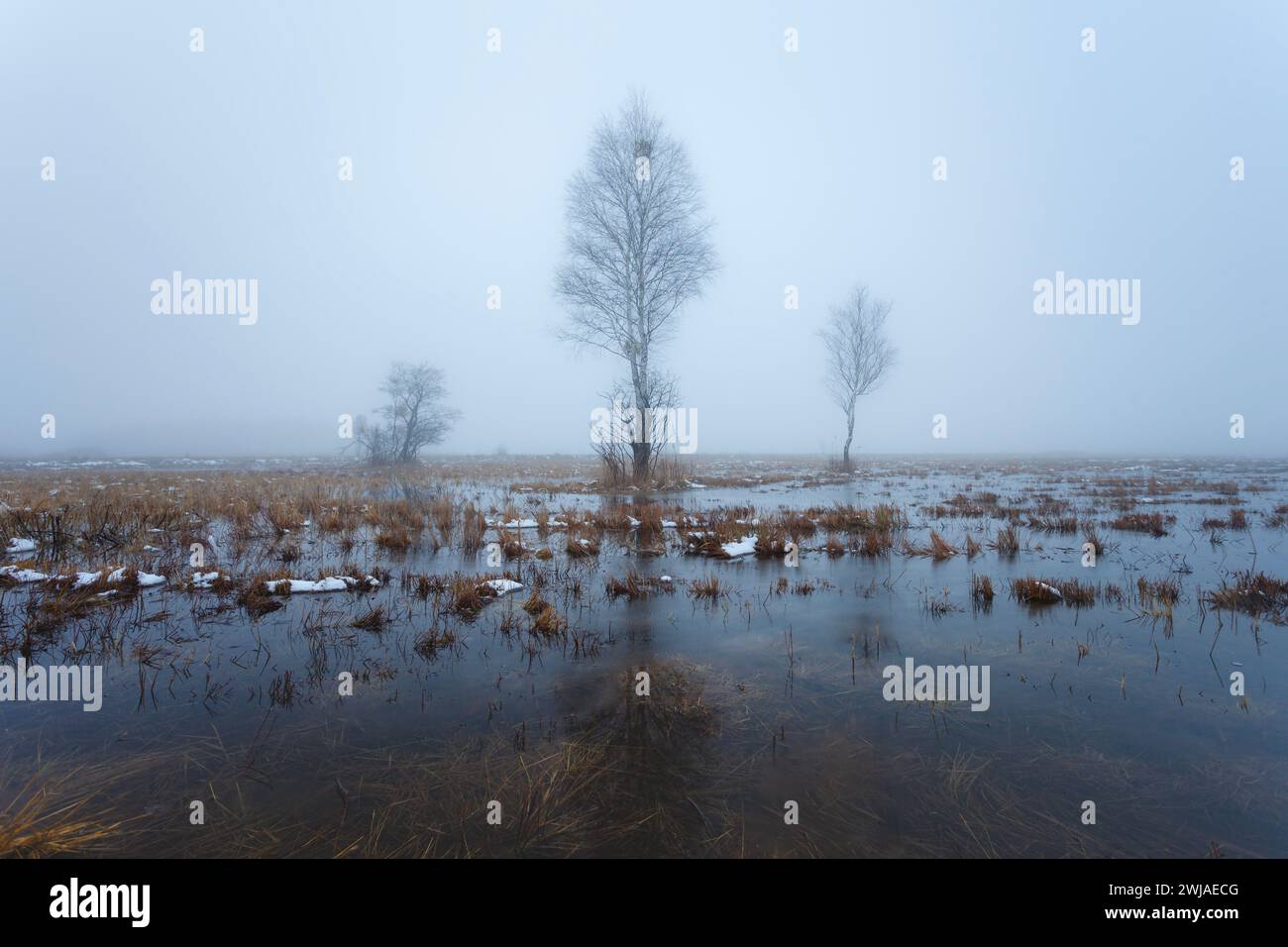 Trees in the swamp on a foggy day, February day Stock Photo - Alamy