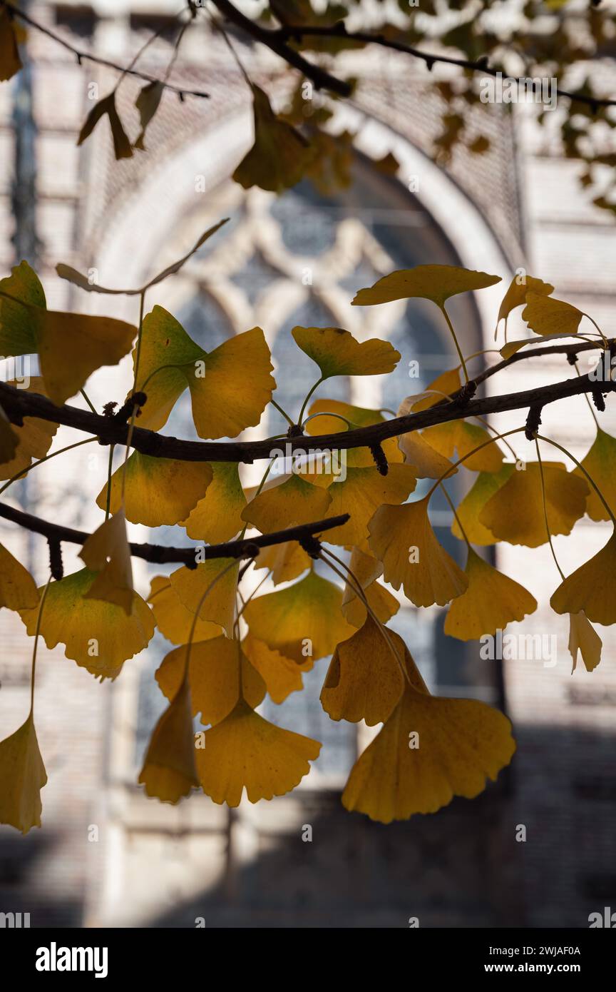 Hoja otoñal hi-res stock photography and images - Alamy