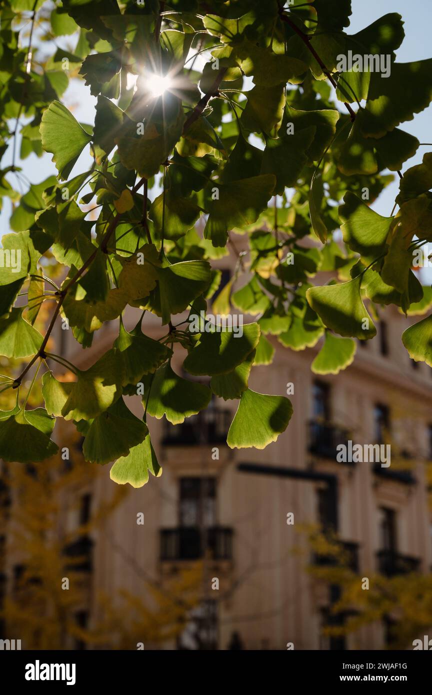 Ginkgo Biloba tree in a sunny day in a street Stock Photo - Alamy