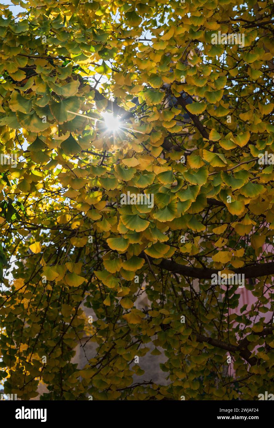 Ginkgo Biloba trees and the sun rays through the leaves Stock Photo - Alamy