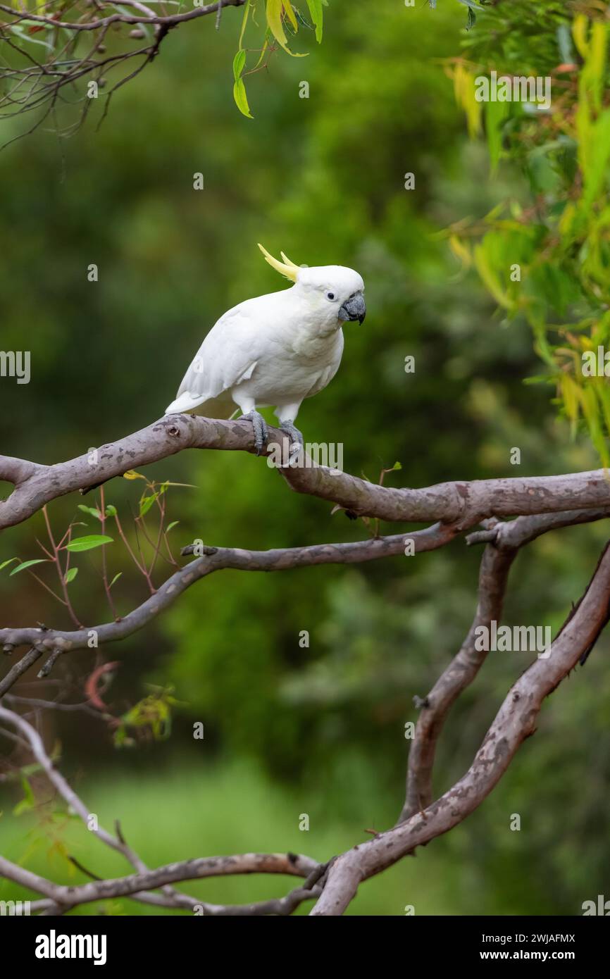Cockatoo parrot sitting on a green tree branch in Australia. Sulphur ...