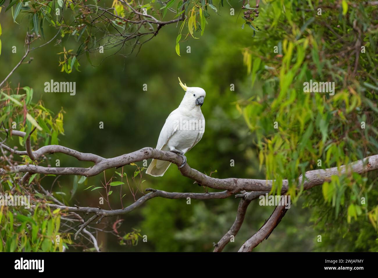 Cockatoo parrot sitting on a green tree branch in Australia. Sulphur ...