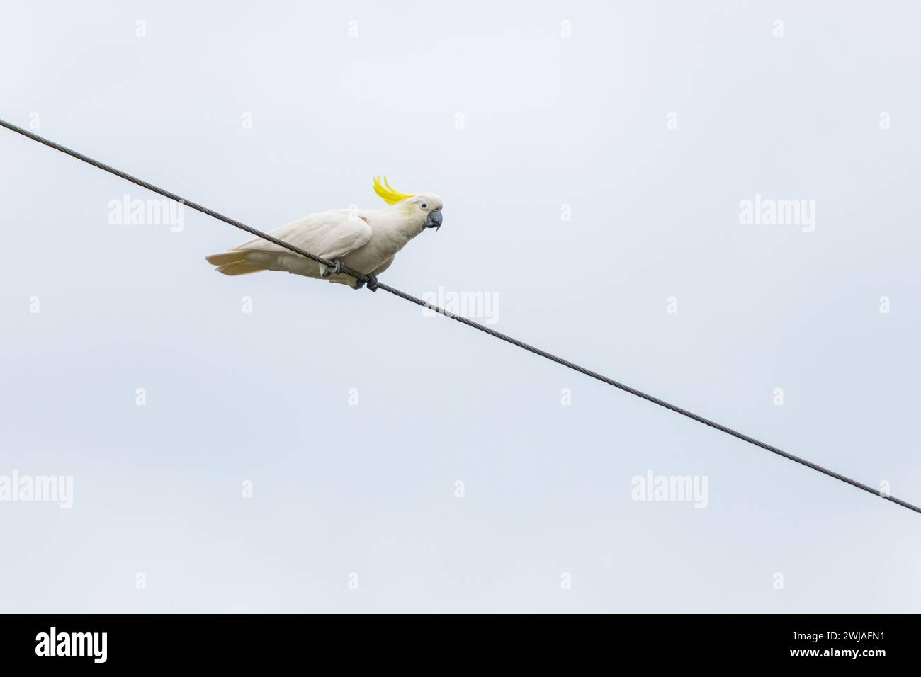Cockatoo parrot sitting on a wire in Australia. Sulphur-crested Cacatua ...