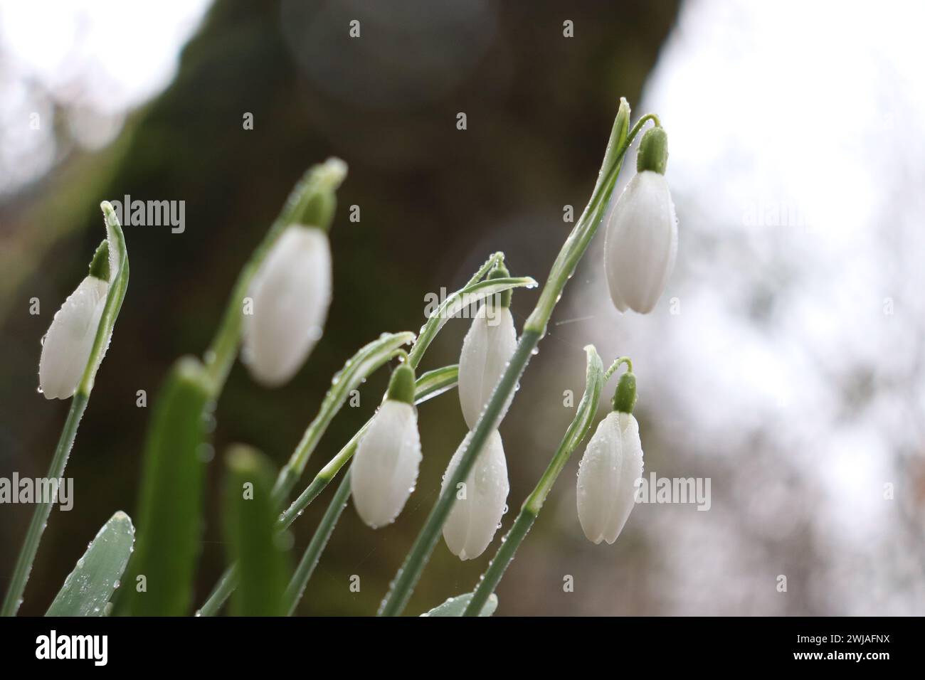 Weiß blumen hi-res stock photography and images - Alamy