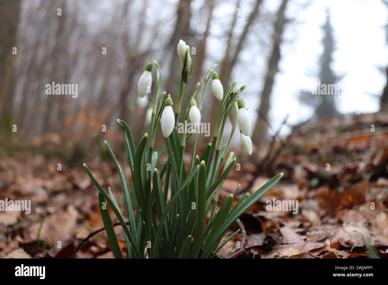 Weiß blumen hi-res stock photography and images - Alamy