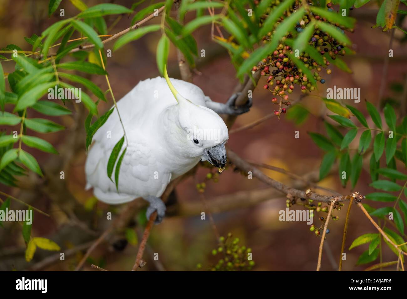 Australian native fruits hi-res stock photography and images - Alamy