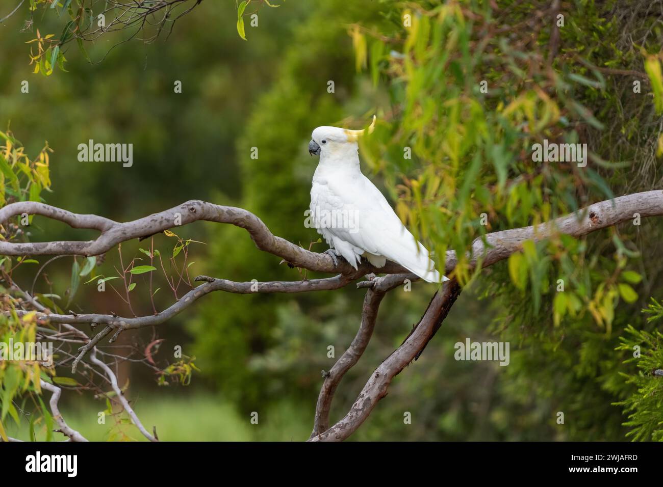 Cockatoo parrot sitting on a green tree branch in Australia. Sulphur ...