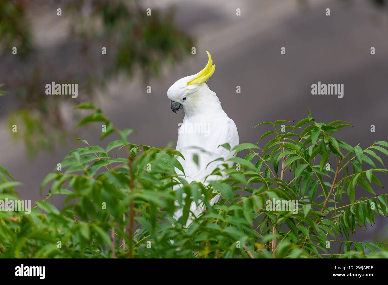 Cockatoo parrot sitting on a green tree branch in Australia. Sulphur ...