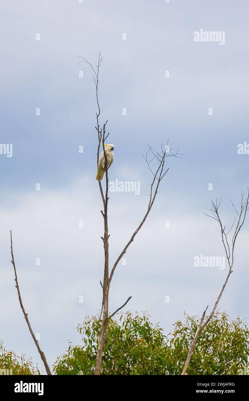 Cockatoo parrot sitting on a dead tree branch in Australia. Sulphur ...