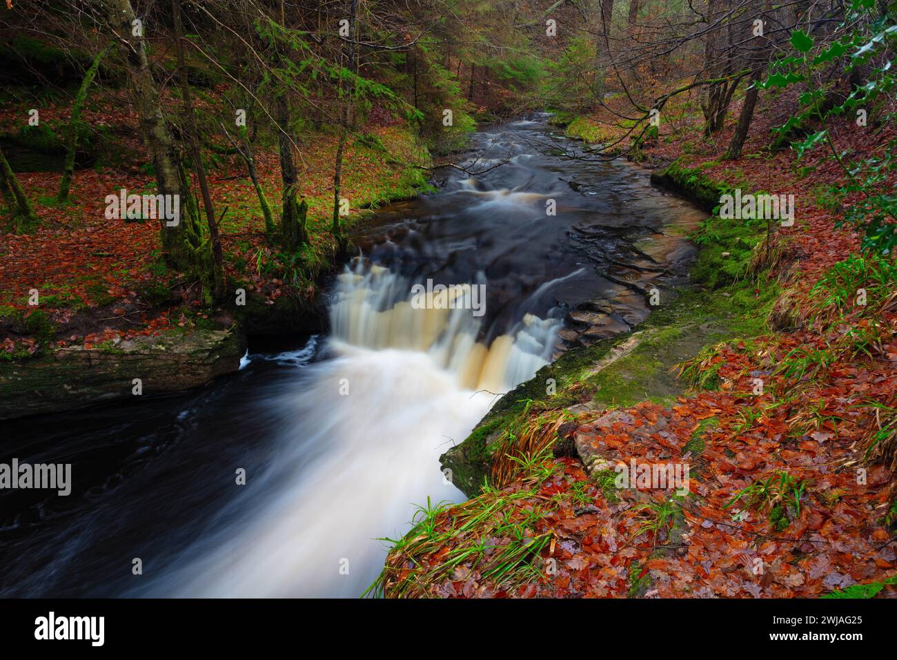 Fast flowing stream and waterfall, Hamsterley Forest, County Durham ...