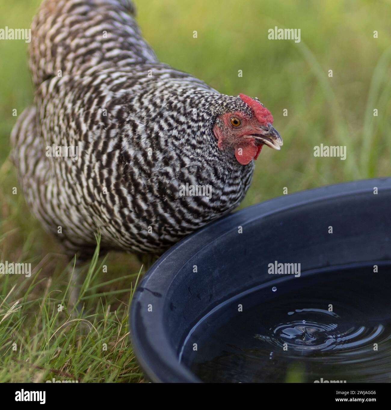 Black and white female chicken at the water trough with drops coming ...