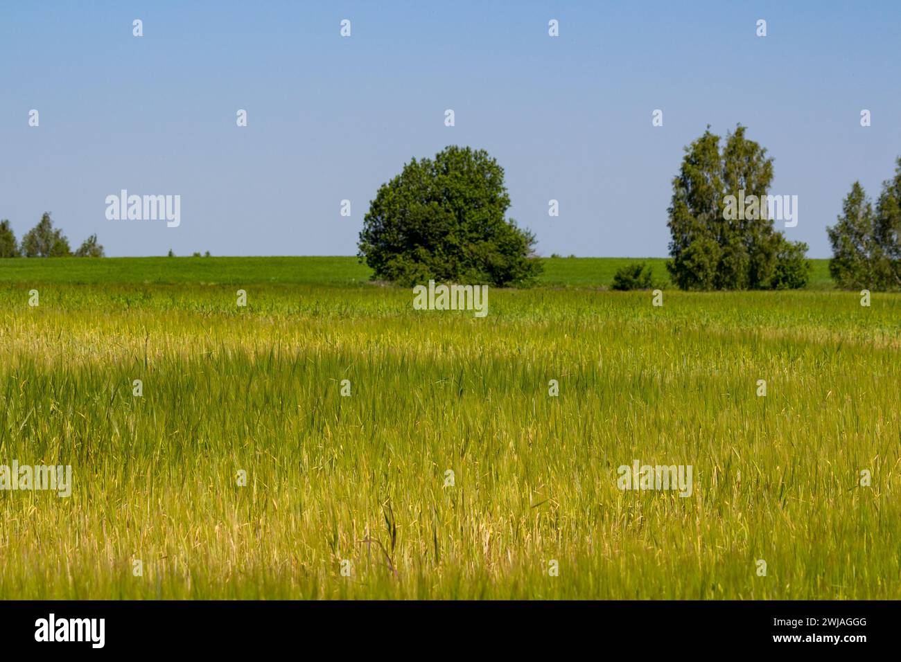 Endless bright green grass field with trees in the middle, rural ...
