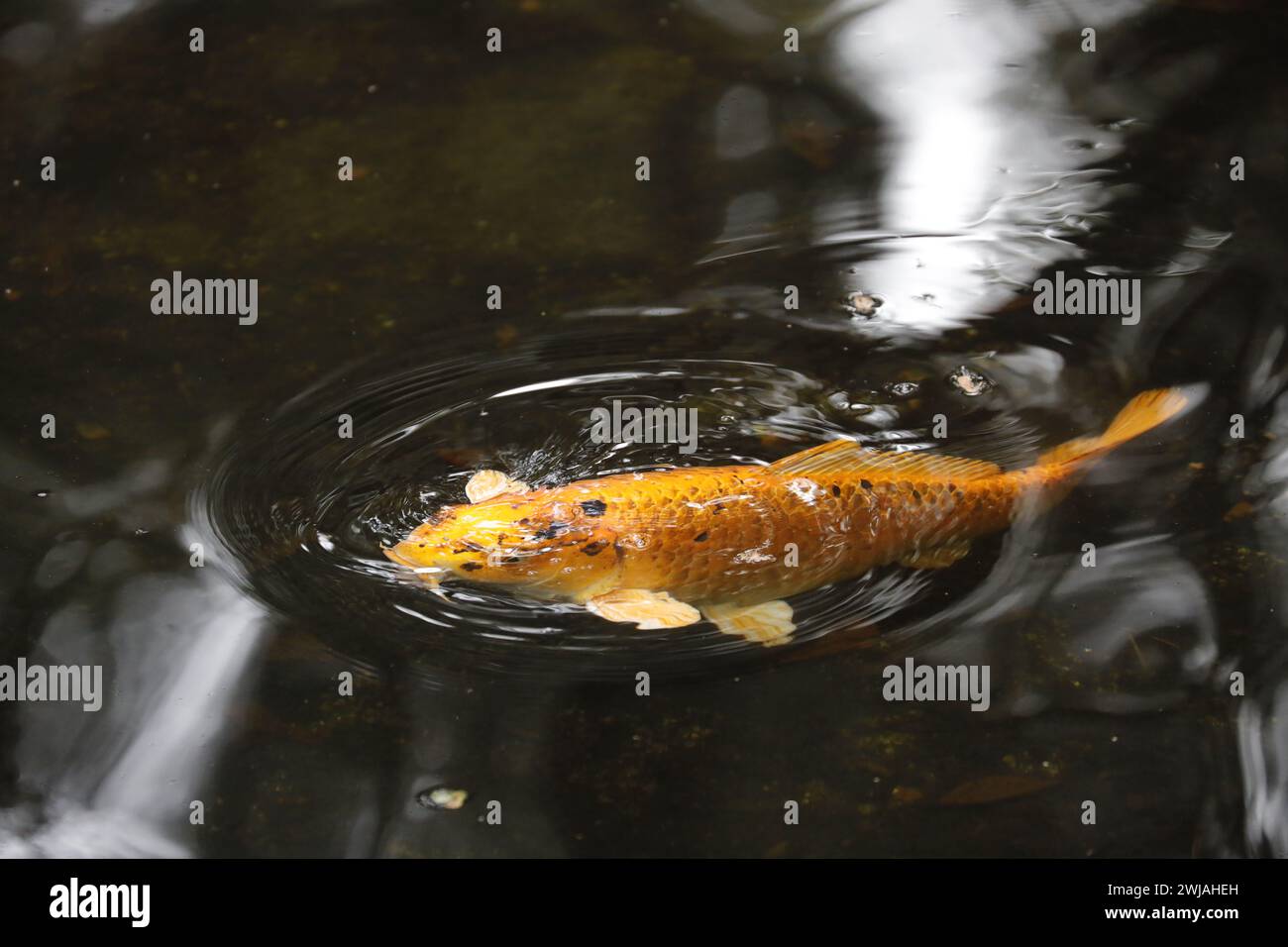A koi fish swimming in a clear blue pond, with water ripples Stock ...
