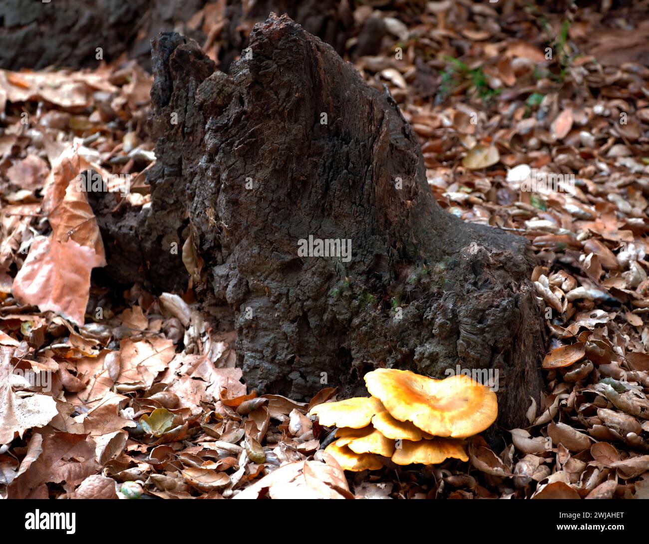 The fallen leaves resting against rock formation with verdant plant ...