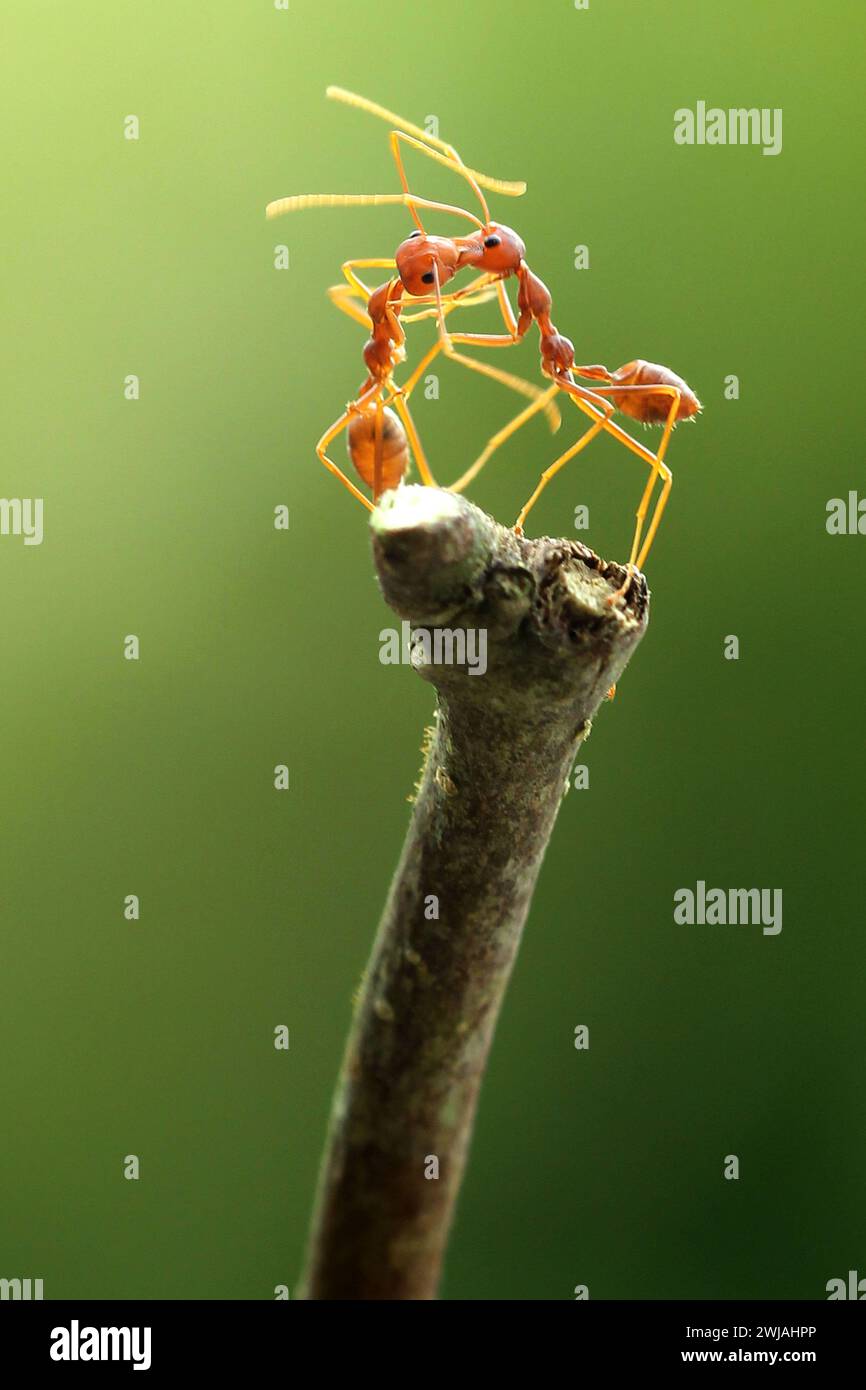 Ant kissing INDONESIA ENDEARING images of two ants kissing, sharing ...