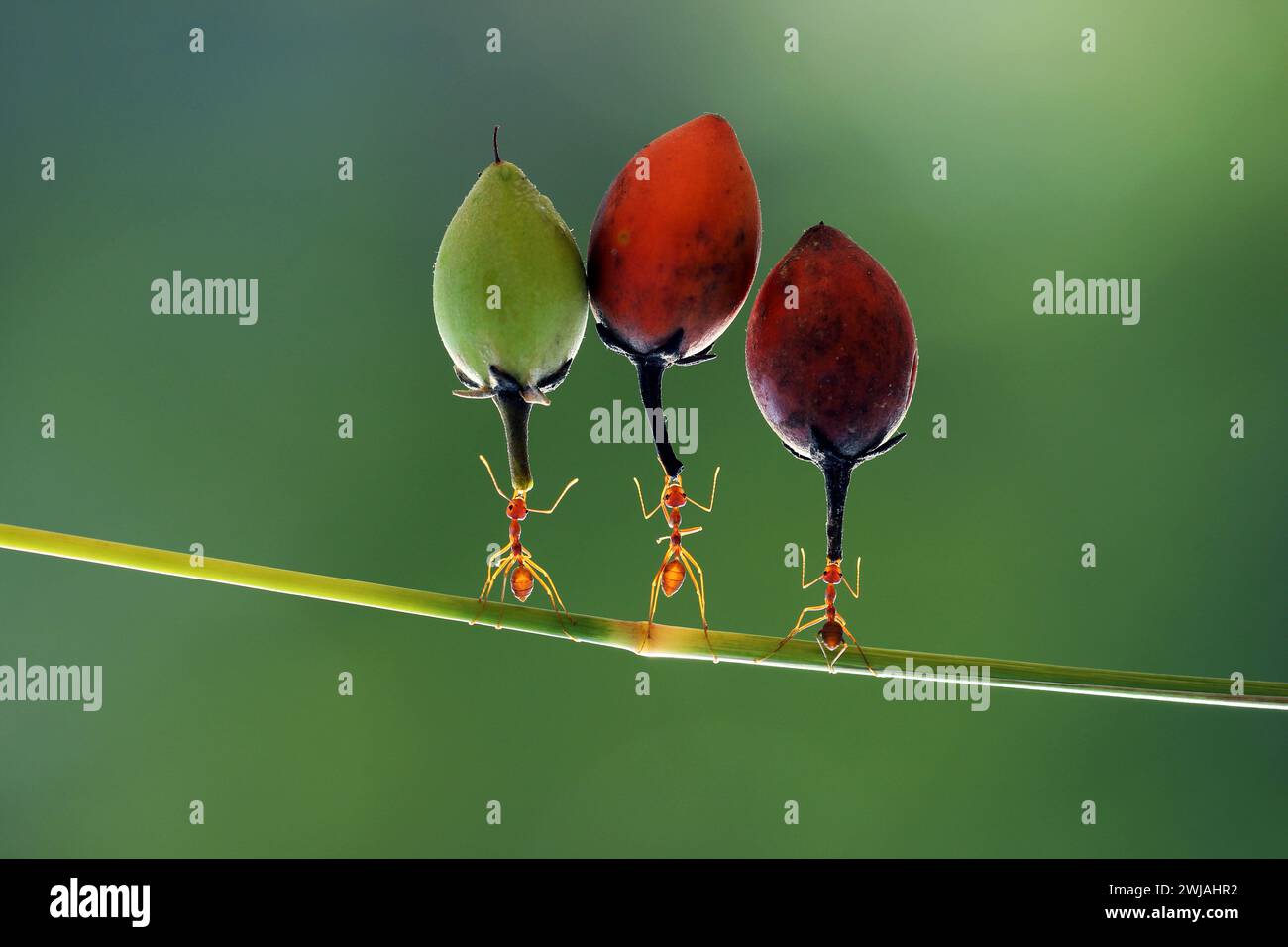 Balancing fruits with friends INDONESIA ENDEARING images of two ants ...