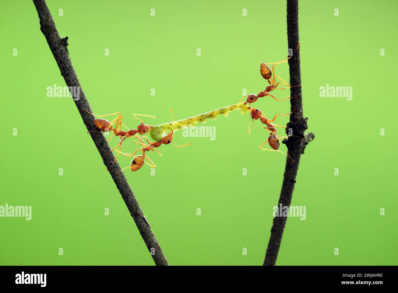 Sharing is caring INDONESIA ENDEARING images of two ants kissing ...