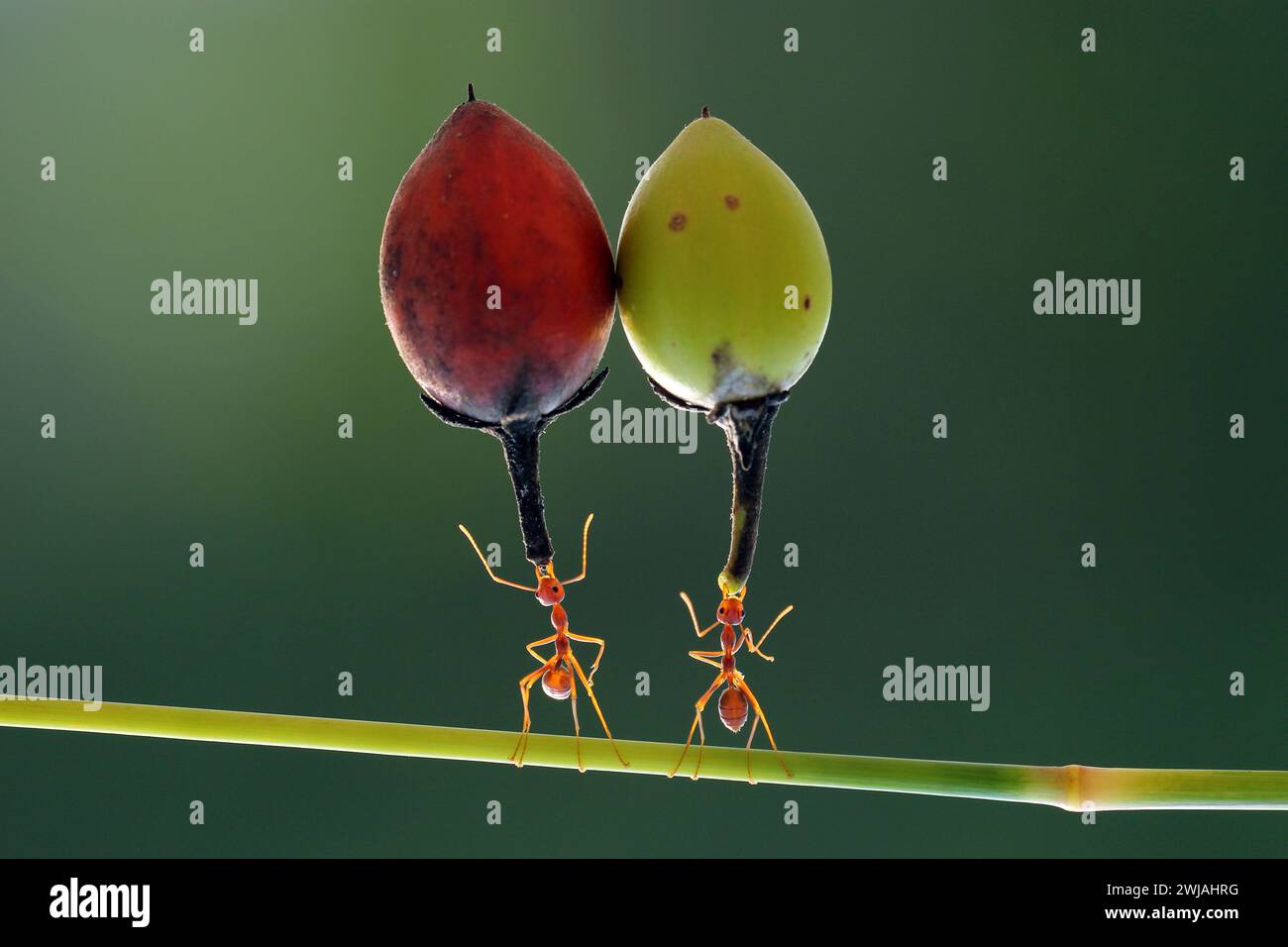 Couple's Dinner. INDONESIA ENDEARING images of two ants kissing ...