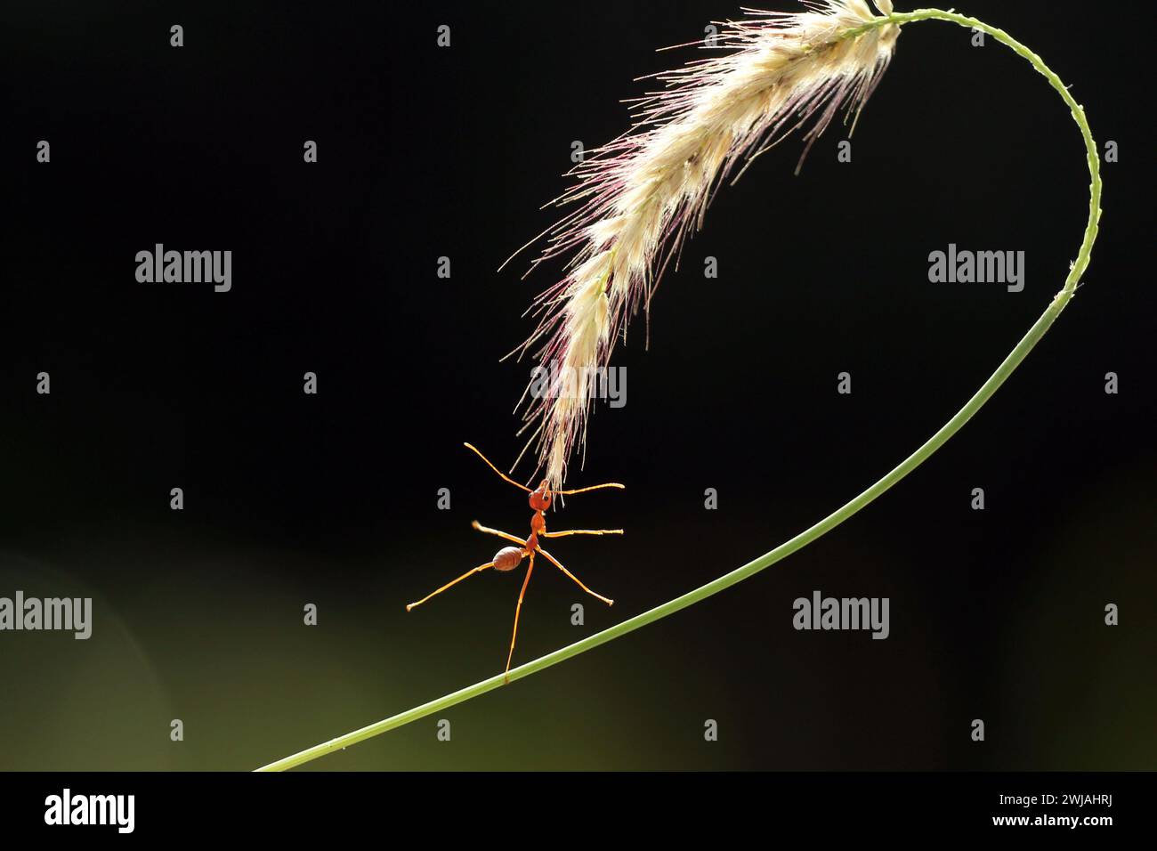 Fly high ant INDONESIA ENDEARING images of two ants kissing, sharing ...