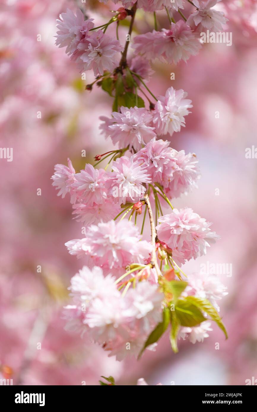 Lush branches of a blossoming sakura tree, pink double flowers of ...
