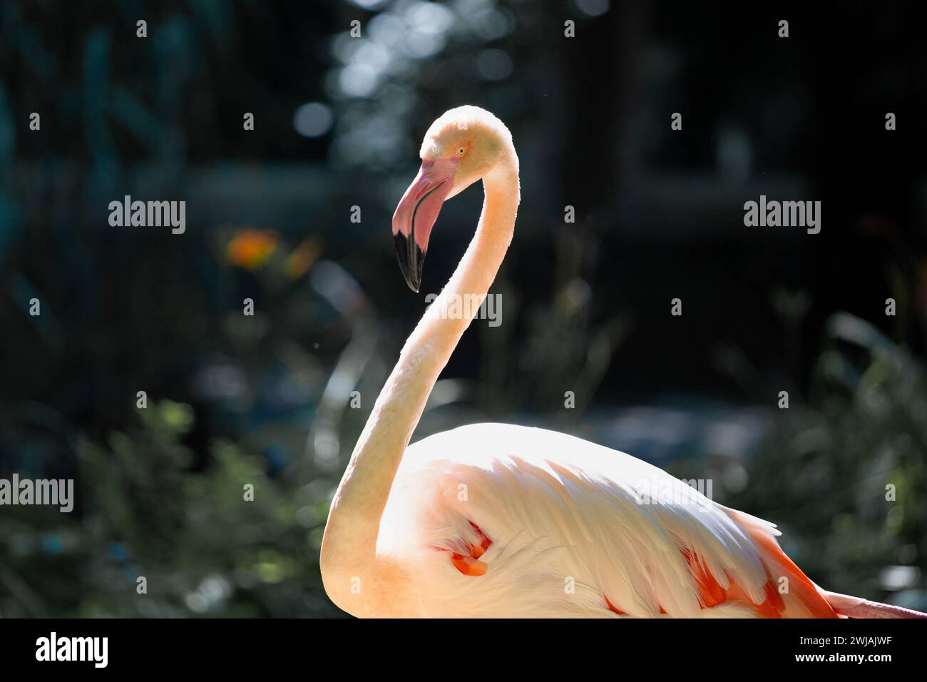 A pink flamingo stands outdoors against a backdrop of green trees and ...