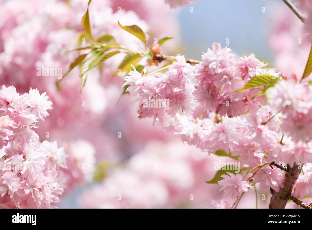 Lush branches of a blossoming sakura tree, pink double flowers of ...