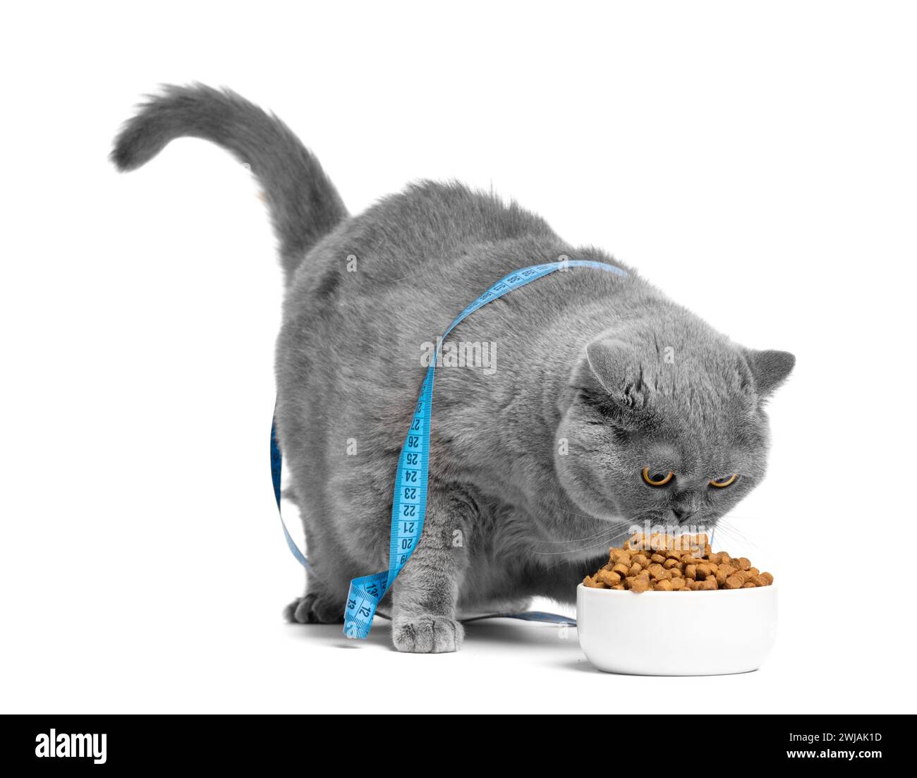 A fat British cat, wrapped in a tape measure, eats food from a full ...