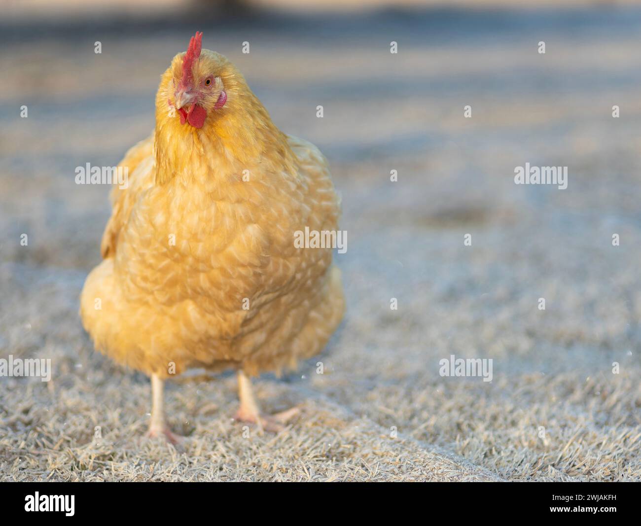 Bright buff colored orpington chicken hen on a grassy field covered ...