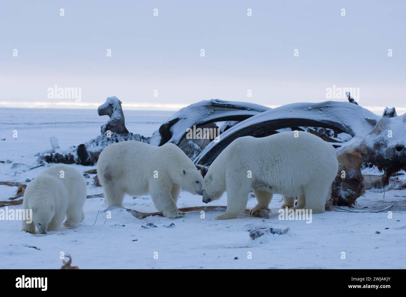 polar bears, Ursus maritimus, sows scavenging with there her spring ...