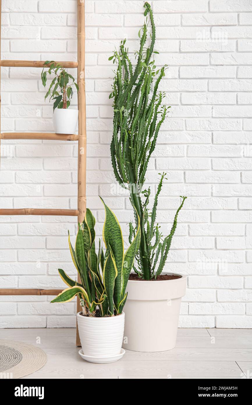 Big cactus with houseplants and ladder near white brick wall in room ...