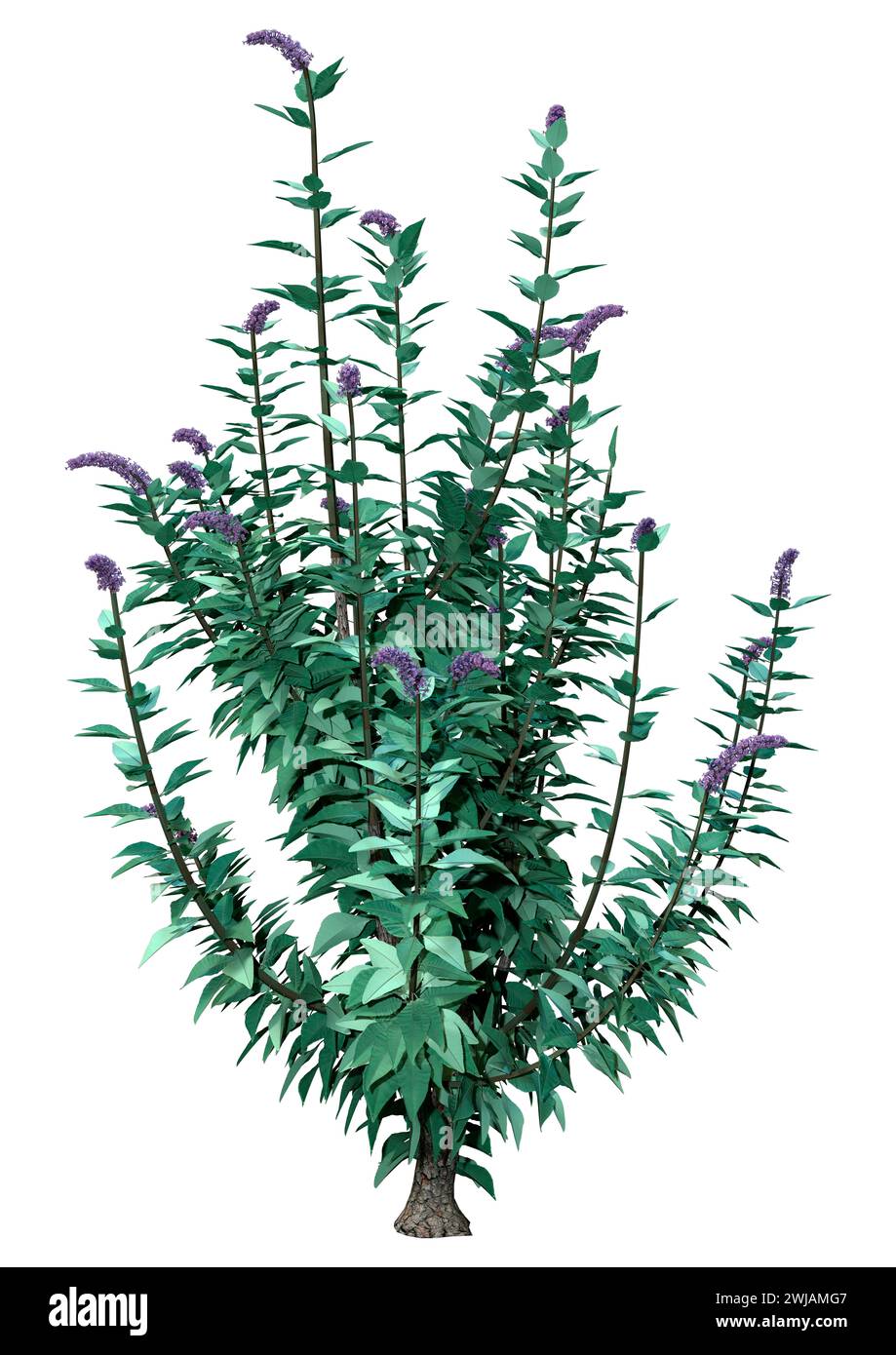 3D rendering of a blooming buddleja plant or butterfly bush isolated on ...