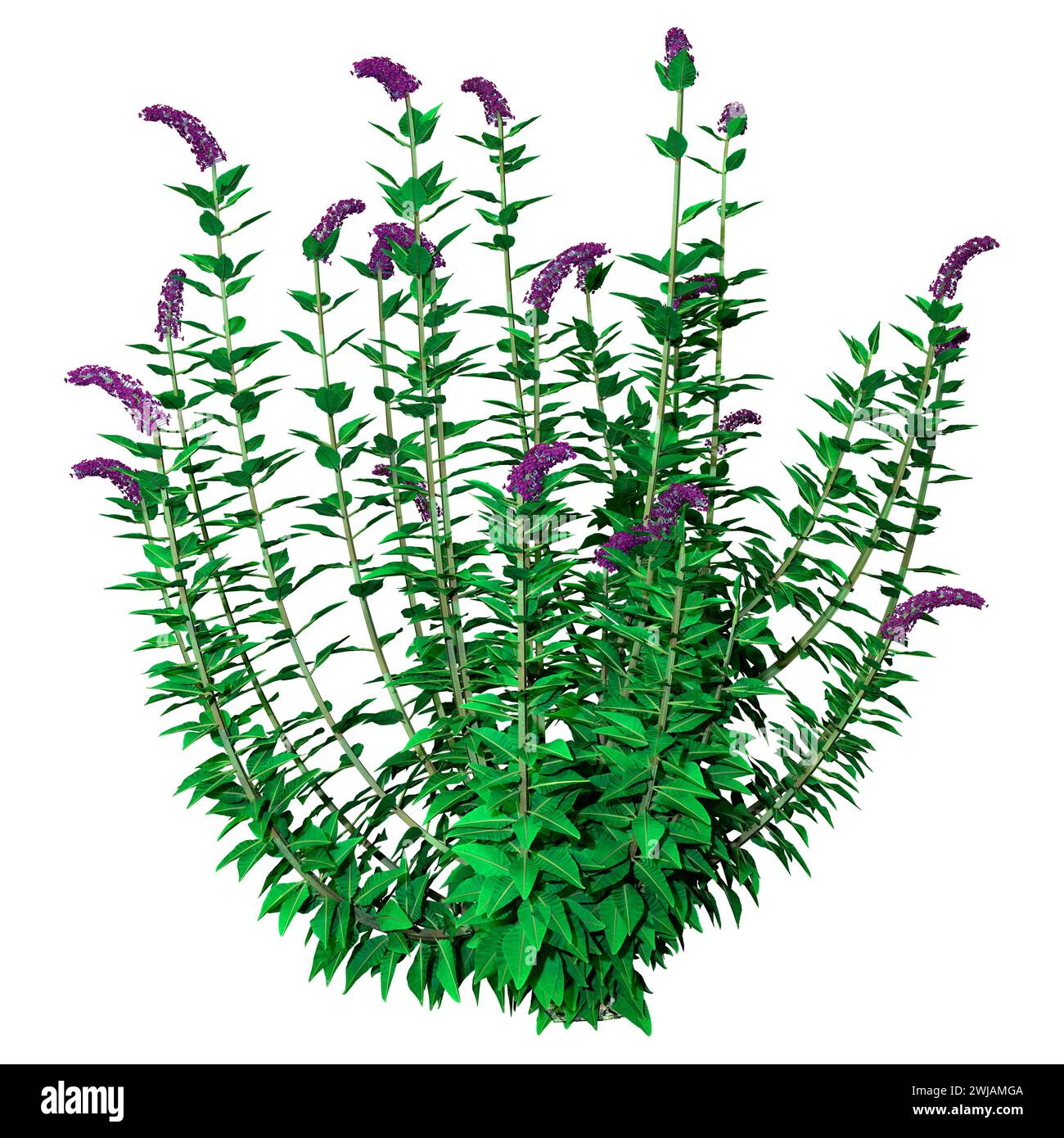 3D rendering of a blooming buddleja plant or butterfly bush isolated on ...
