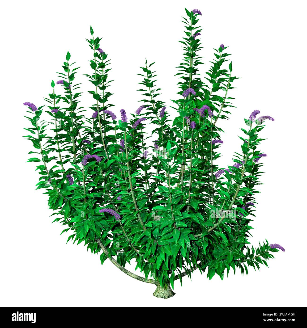 3D rendering of a blooming buddleja plant or butterfly bush isolated on ...